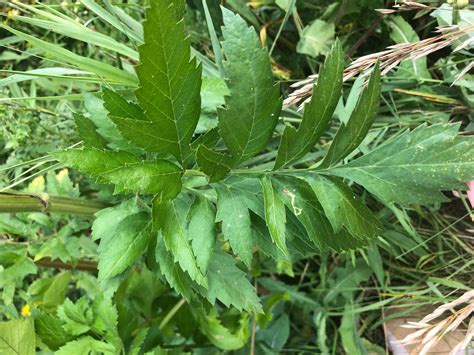 Wild Parsnip Pastinaca Sativa Plant And Pest Diagnostics