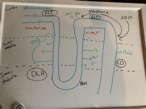 Does This Picture Of The Nephron Look Accurate R Mcat