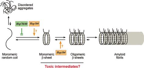 Hypothetical Model For The Pathway Of Polyq Aggregation And Its Download Scientific Diagram