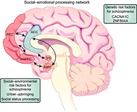 3 Effects Of Social And Environmental Risk Factors For Schizophrenia On Download Scientific