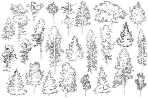 Set Of Coniferous And Deciduous Trees For Architecture And Landscape Design Line Drawing