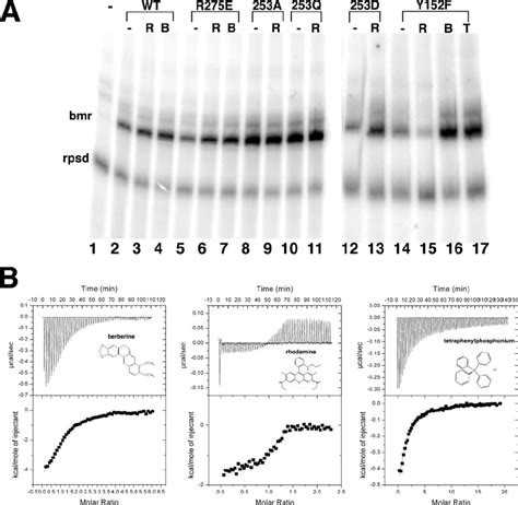 Transcription Activation And Drug Binding By Wtbmrr And Bmrr Mutants A