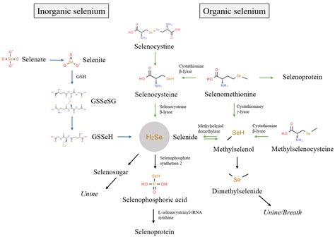 Research Progress Of Selenium Enriched Foods