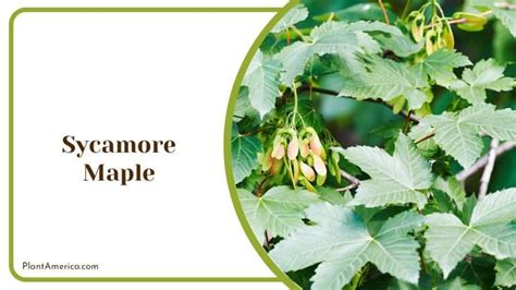 10 Helicopter Seeds That Stand Out From The Pack Plant America