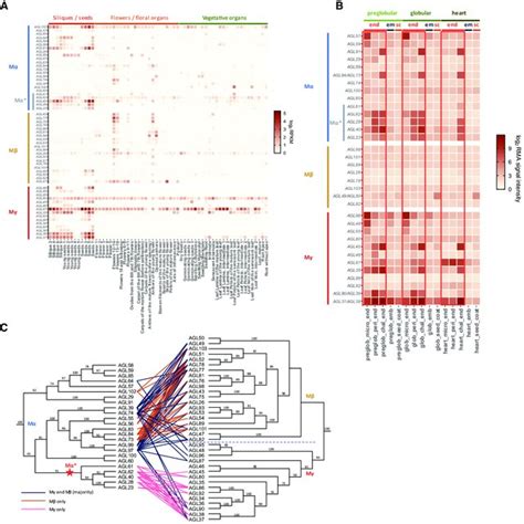 Expression Of Type I Mads Box Genes And Interaction Of Type I Mads Box Download Scientific