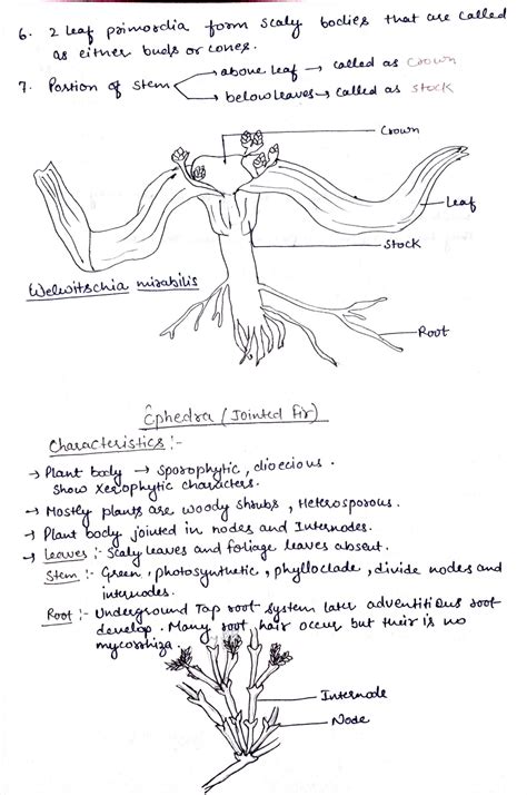 Solved Lab Activity 62 Gymnosperm Structures 1 Research Different