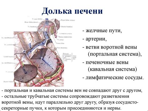 Топографическая анатомия и оперативная хирургия печени желчного пузыря селезенки и