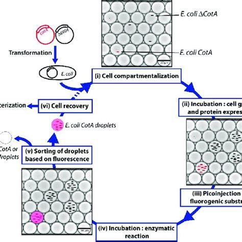 Schematic Of The Droplet Based Microfluidics Model Screening Platform Download Scientific