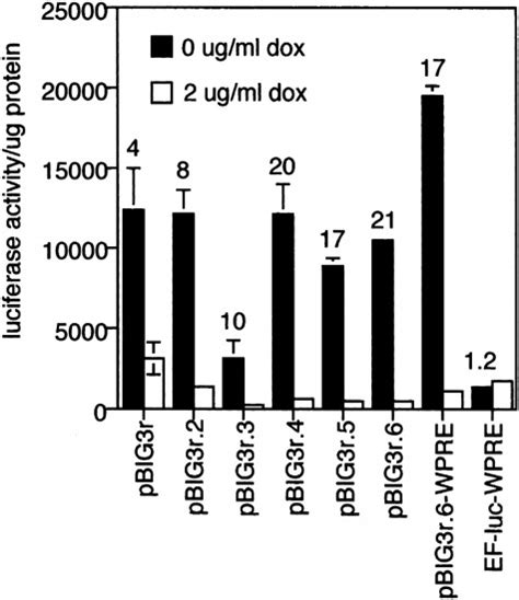 Analysis Of Doxycycline Responsive Luciferase Expression After Download Scientific Diagram