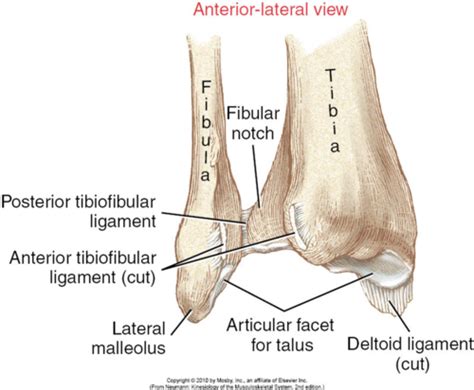 Ompt Foot And Ankle Flashcards Quizlet