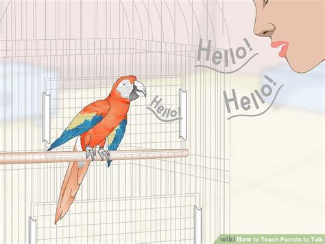 How To Teach Parrots To Talk With Pictures Wikihow