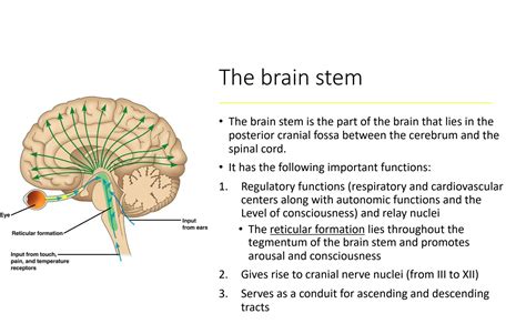 Solution 12 Brainstem Anatomy Studypool