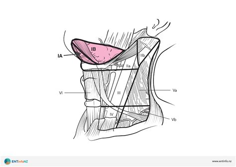 Neck Dissection Ent Info