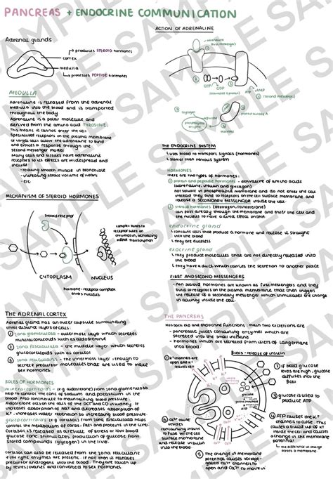 Ocr A Level Biology Summary Notes Topic Overview Endocrine Etsy