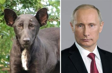 15 животни приличащи на известни личности Хай Клуб