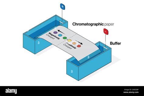 Paper Chromatography Process Hi Res Stock Photography And Images Alamy
