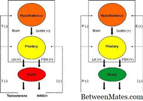 FSH a LH ZDRAVí 2025