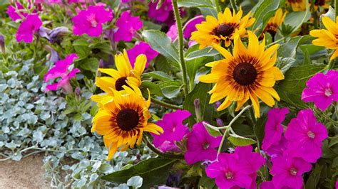 Using Native Plants In Your Landscaping