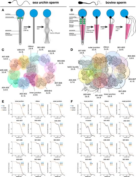 Structural Specializations Of The Sperm Tail Cell