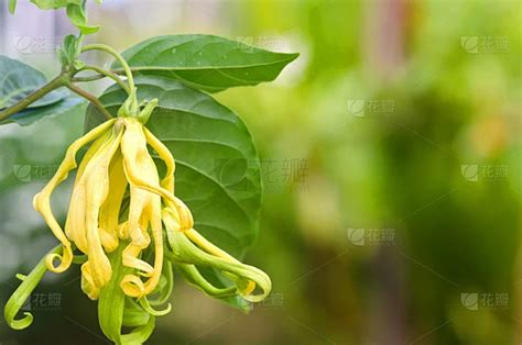 矮依兰树的花素材 花瓣网