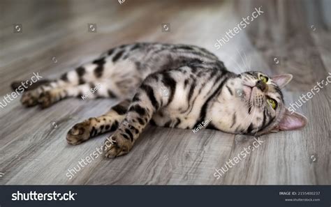 38407 Imágenes De Black Bengal Cat Imágenes Fotos Y Vectores De