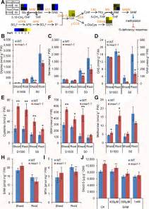 Metabolites Quantification And Supplementation A Schematic Download Scientific Diagram