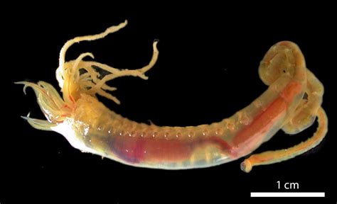 Marine Segmented Worms