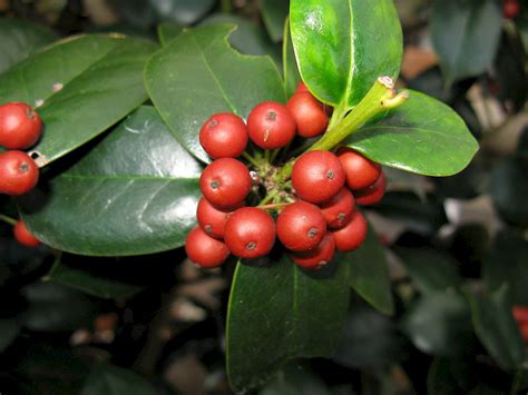 Ilex Cornuta Ufifas Assessment University Of Florida Institute Of