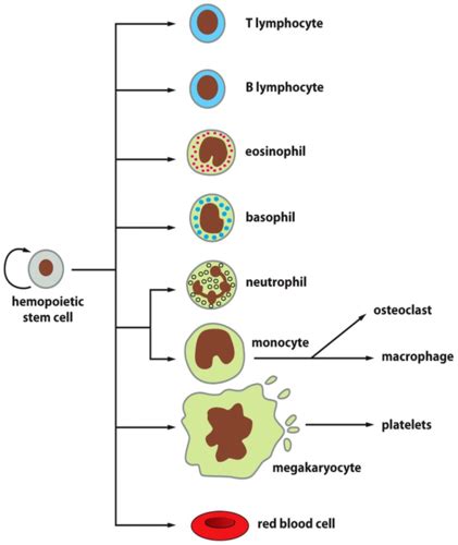 Immune System Flashcards Quizlet