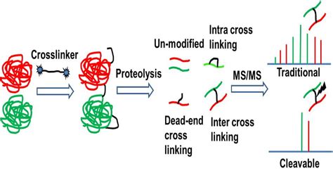 Research Proteomics And Bioanalytical Mass Spectrometry Lab