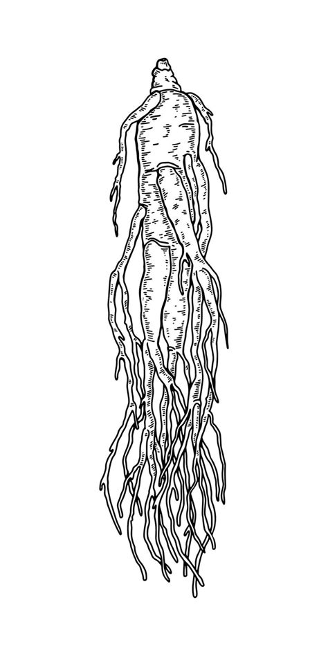 손으로 그린 산삼 뿌리 흰색 배경에 고립 식물 벡터 일러스트 레이 션 프리미엄 벡터