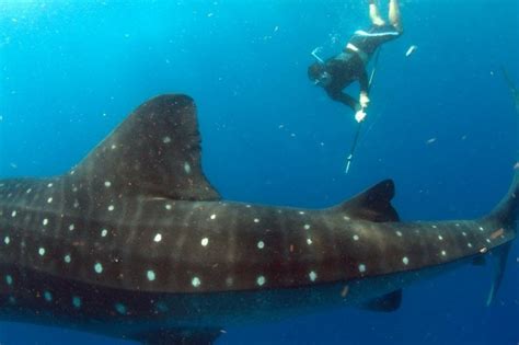 Shark Hybrid