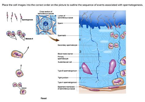 Place The Cell Images Into The Correct Order On The Picture To Outline