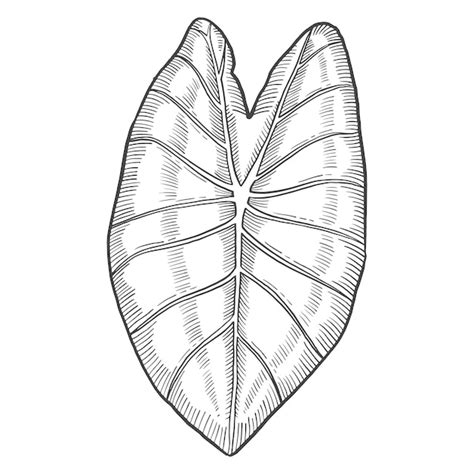 Taro Leaf Kalo Plant Clipart Tattoo Drawing Hawaii Cliparts Root