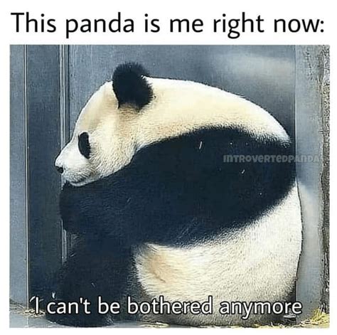 38 Hilarious Panda Memes Perfect For Introverts Everywhere