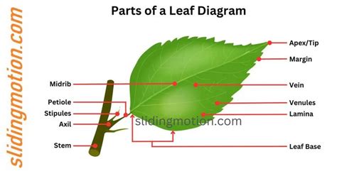 Ultimate Guide On Parts Of A Leaf Names Functions And Diagram Function Diagram Parts Of A