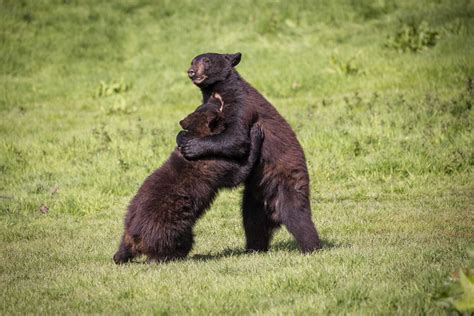 Watch The Bear Cubs Take Their First Steps In The Road Safari Woburn Safari Park