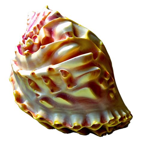 [200 ] Conch Shell Png Images Page 2