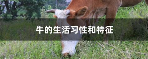 牛的生活习性和特征 如意谷