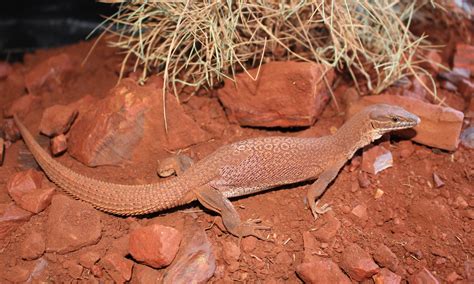 Varanus Acanthurus Wa Museum Collections