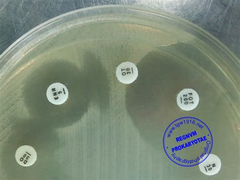 Regnum Prokaryotae Antibiogram Regnum Prokaryotae Antibiogram