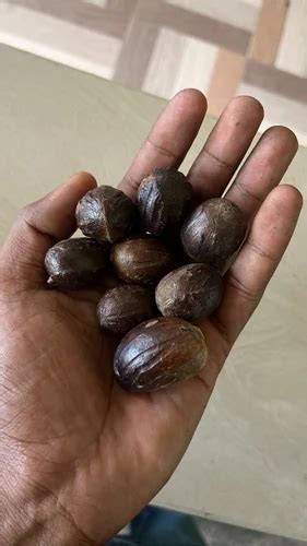 Nutmeg With Shell At Rs Kilogram Jaiphal In Kalady Ernakulam District ID