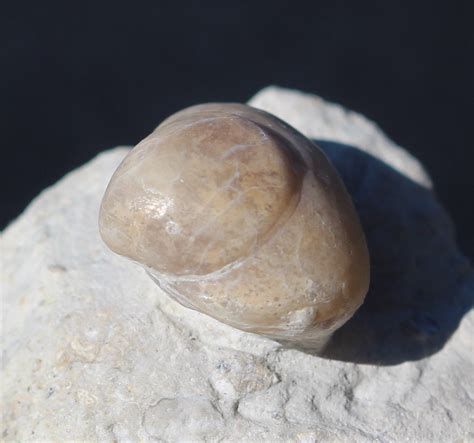 Jurassic Brachiopod Id Fossil Id The Fossil Forum