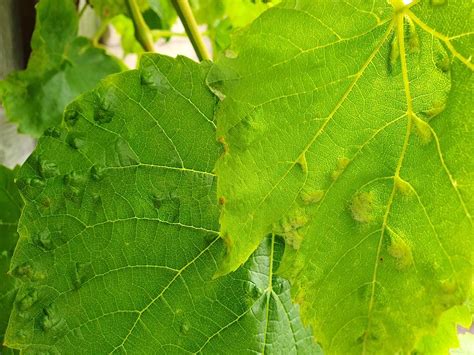 Bobbels In Het Blad Van Je Druif Galmijt Kleinetuinen Nl