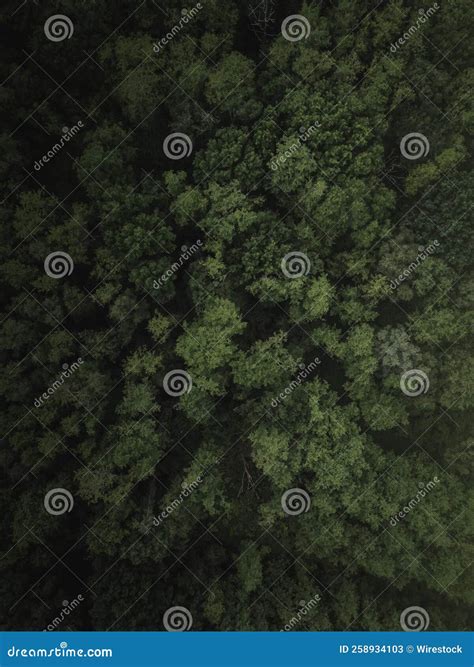 Aerial View Of Forest Surrounded By Dense Trees Stock Image Image Of Growth Aerial 258934103