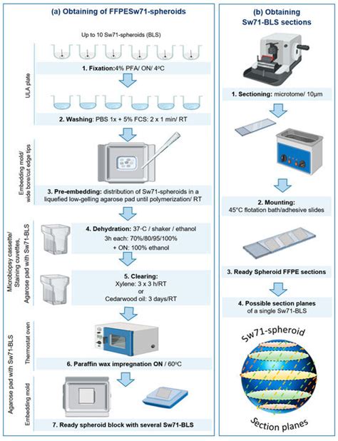 Paraffin Embedding And Histological Analyses Of Sw71 Spheroids As Human