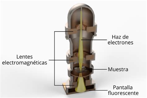 El Microscopio Electrónico Mundo Microscopio