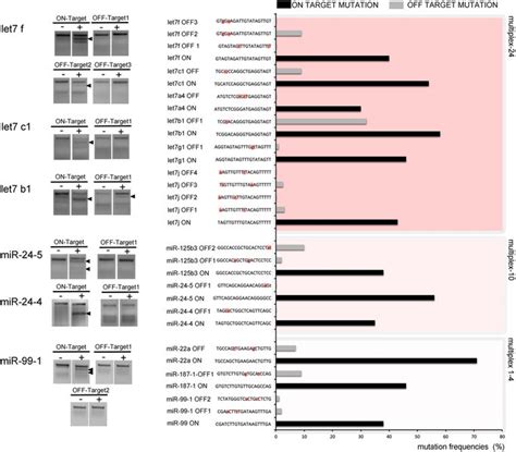 Off Target Analysis Of The Multiplexed Mirna Mutants Off Target Gene