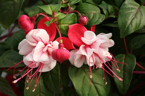 Fuchsia Trailing Malmborgs