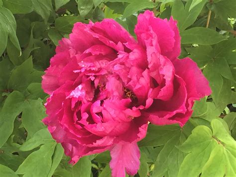 Complementary And Alternative Therapies For Cancer Sas Life